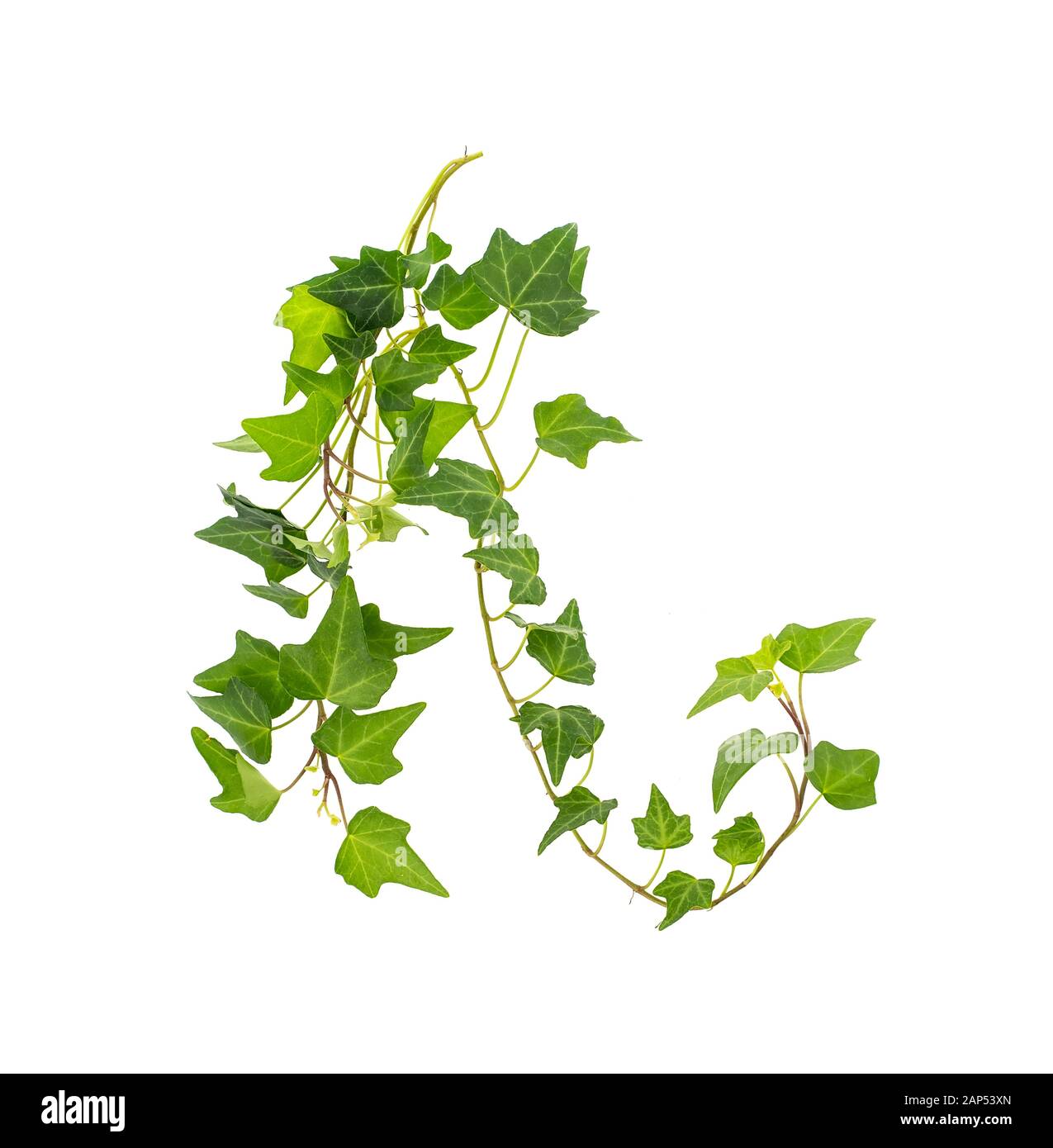 Meandering ivy pattern hi-res stock photography and images - Alamy