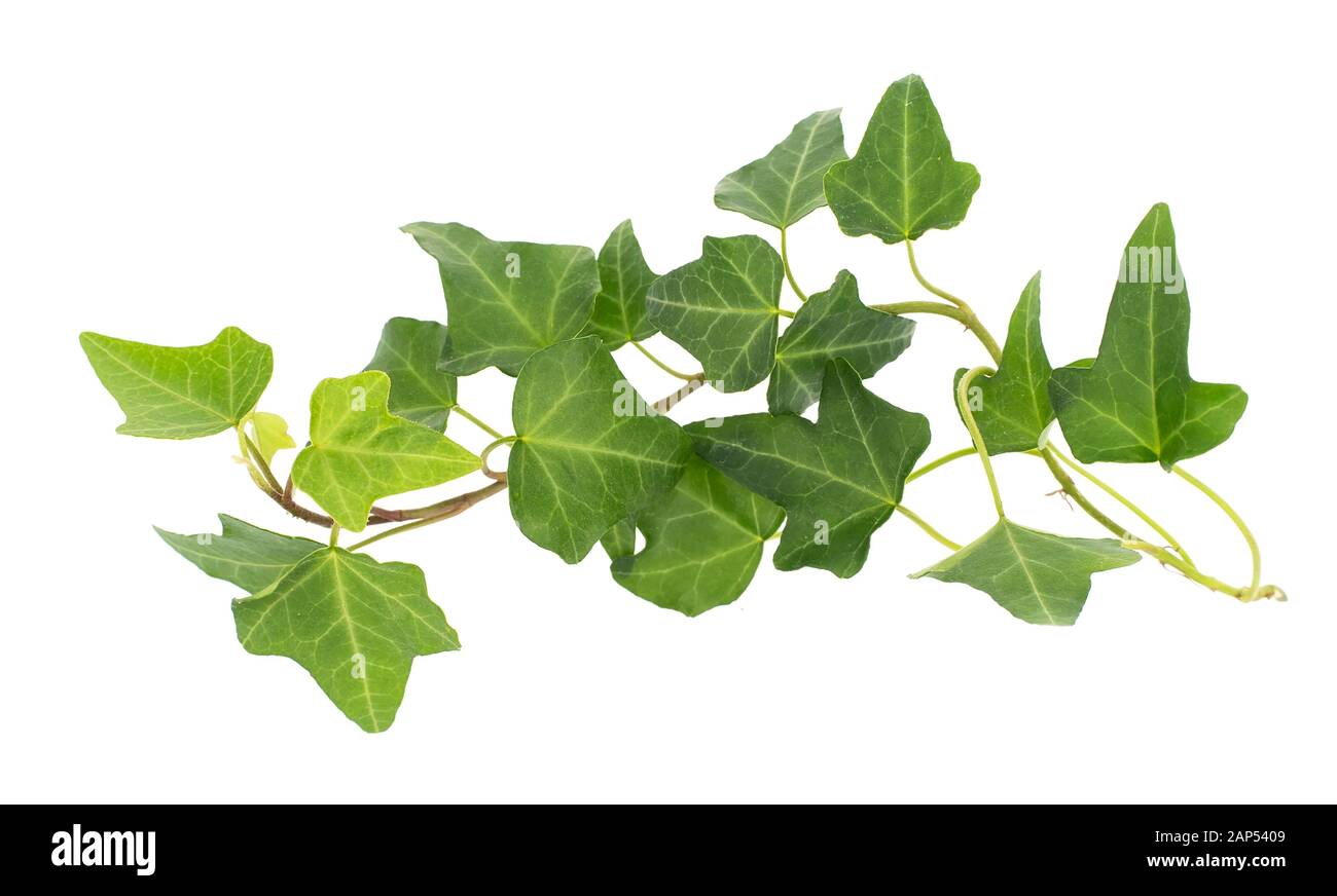 Outdoor ivy texture Cut Out Stock Images & Pictures - Alamy