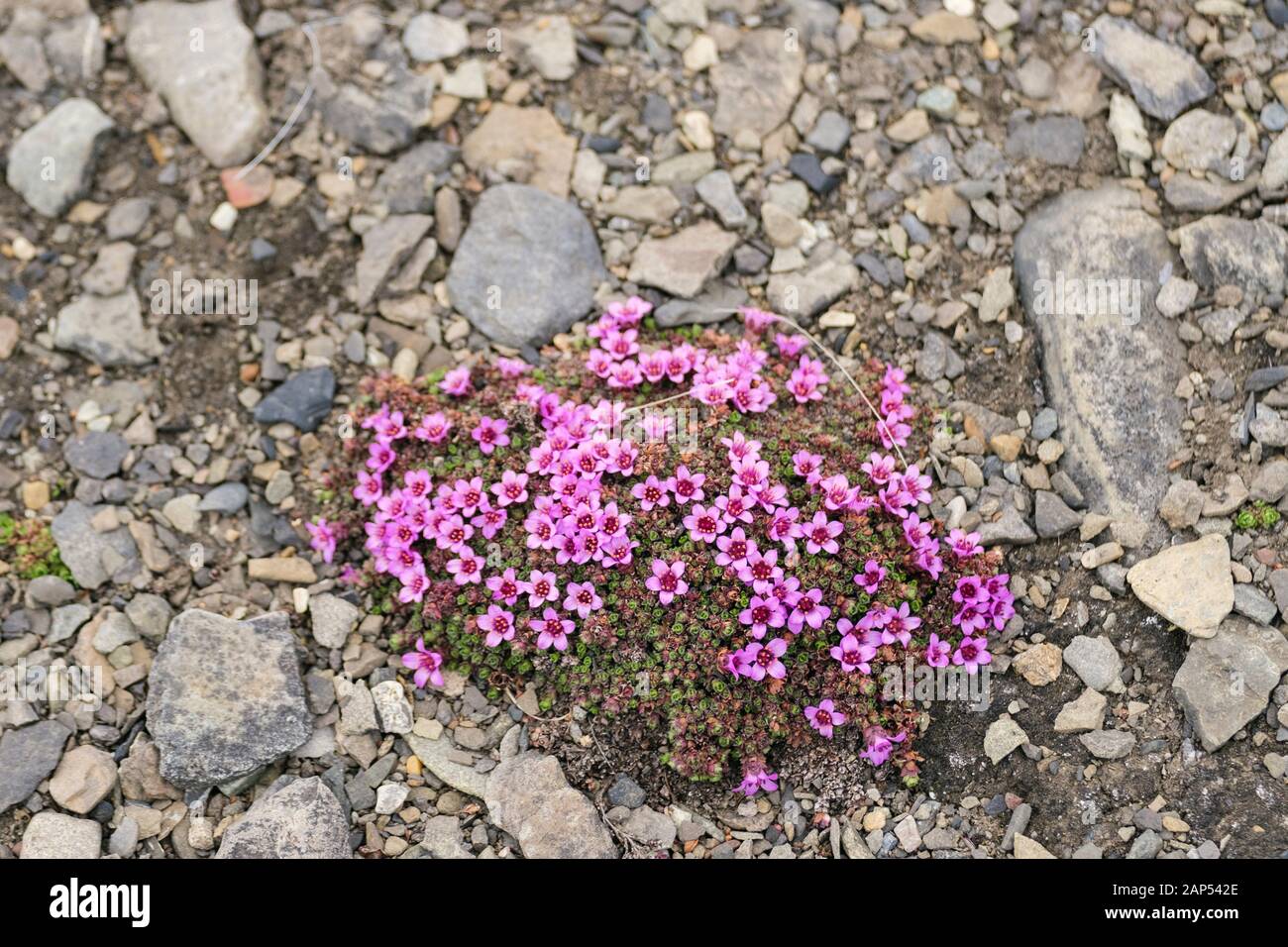 Norway tundra biome hi-res stock photography and images - Alamy