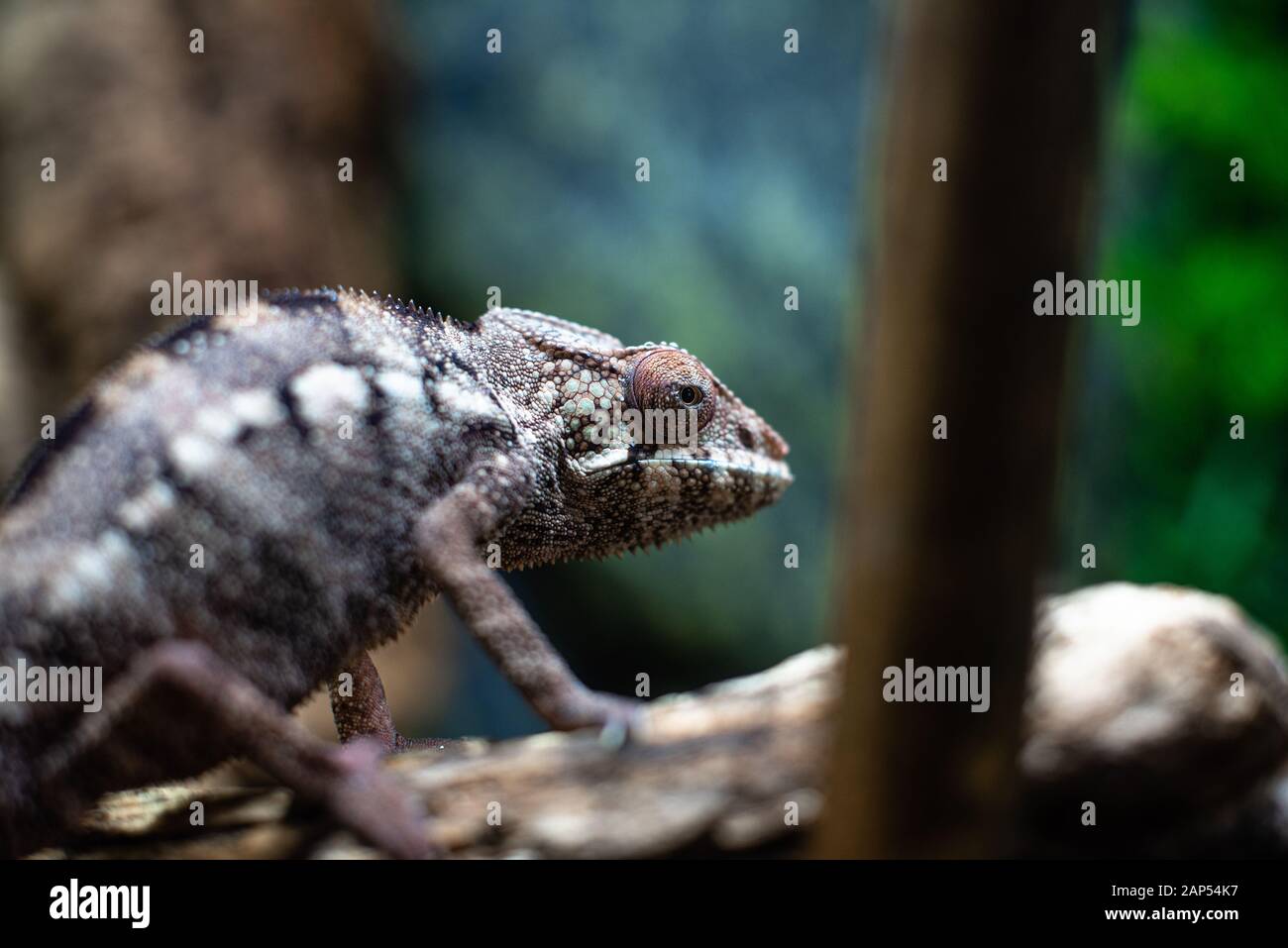Veiled beautiful chameleon walking hi-res stock photography and images ...