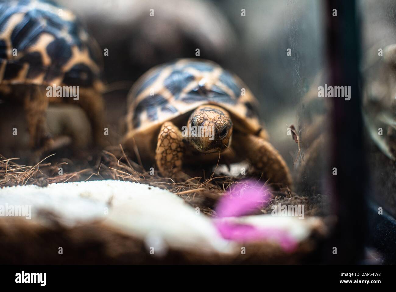 Young turtle eating fresh vegetable dof sharp focus space for text ...