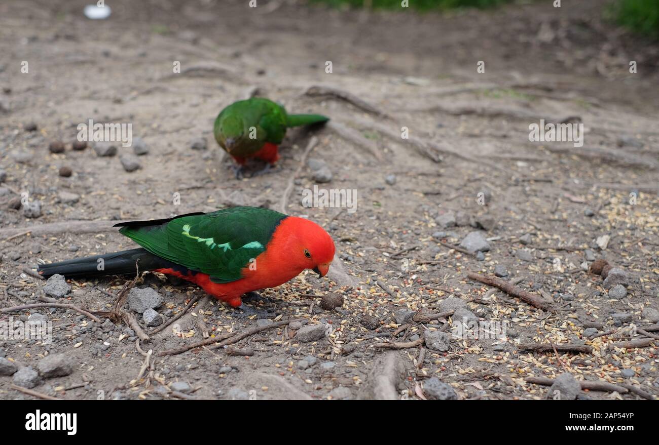 Australian parrots hi-res stock photography and images - Alamy