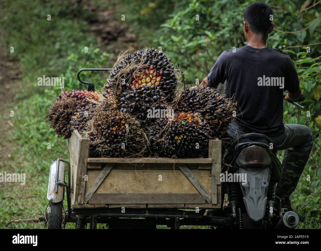 An Acehnese worker transports palm oil fruits on motorised tricycle ...