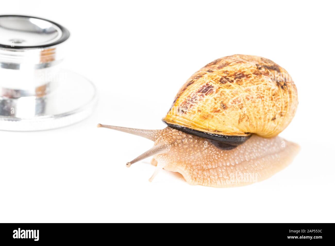 Stethoscope and big brown snail alive on white background. Concept new ...