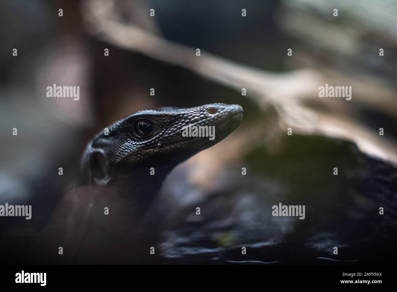 portrait of live monitor lizard varan dof sharp focus space for text ...