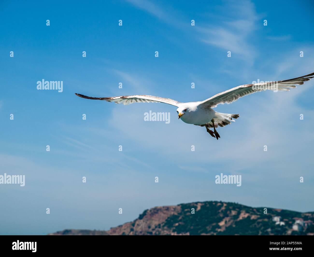 Seagull with open wings hi-res stock photography and images - Alamy