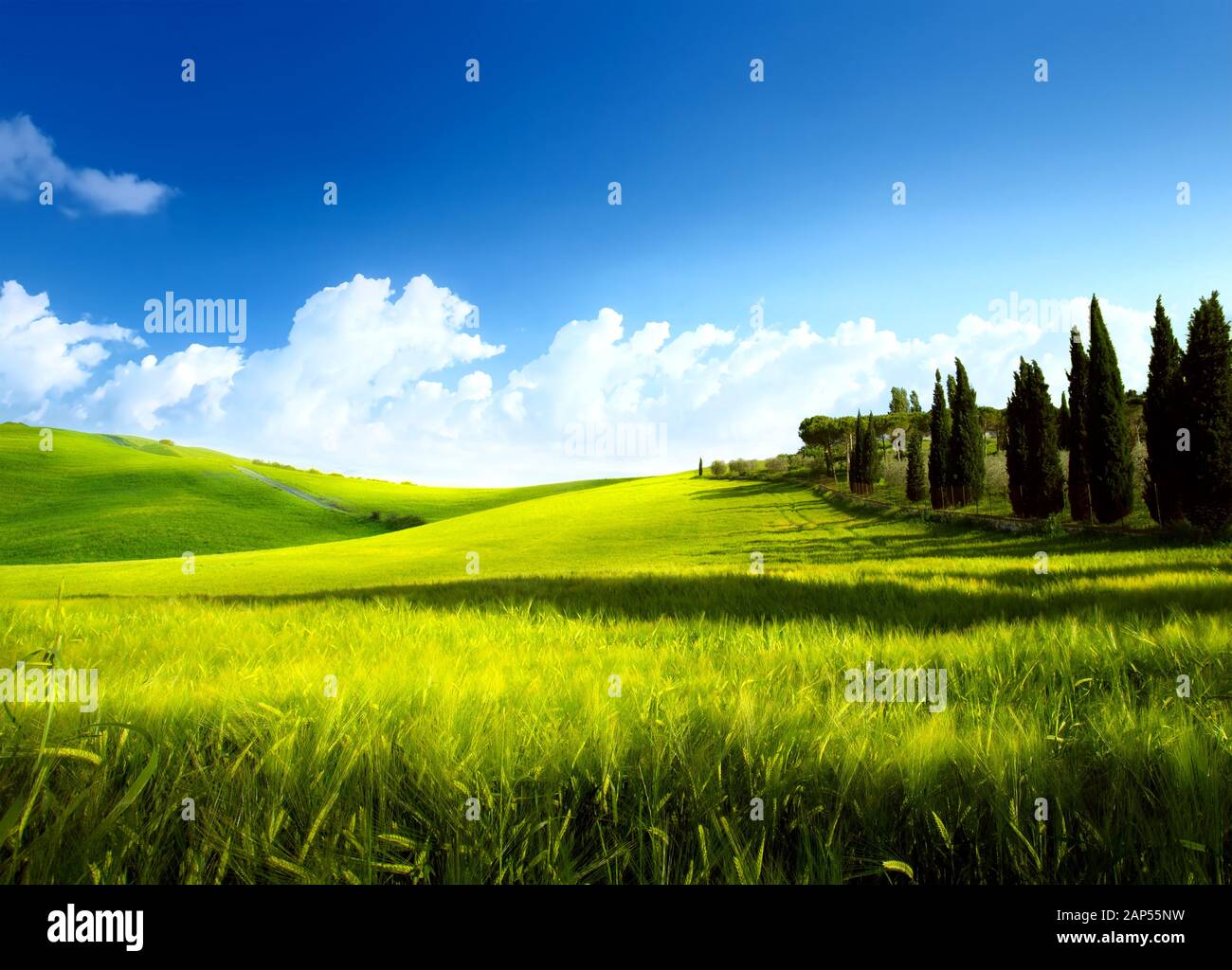 spring rural landscape with beautiful farm field and cypress trees ...