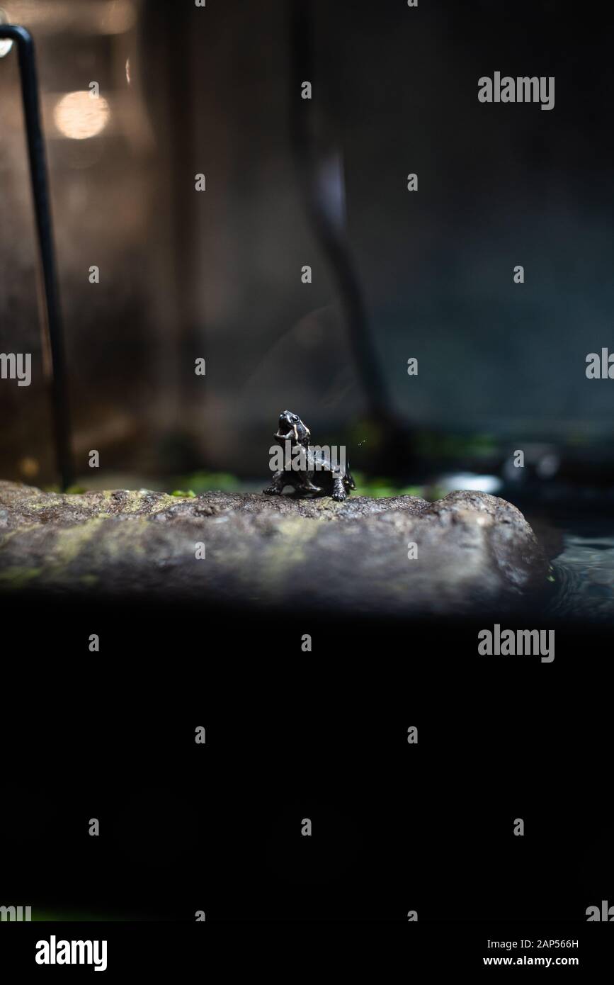 Cute small black turtle on the stone dof sharp focus space for text ...