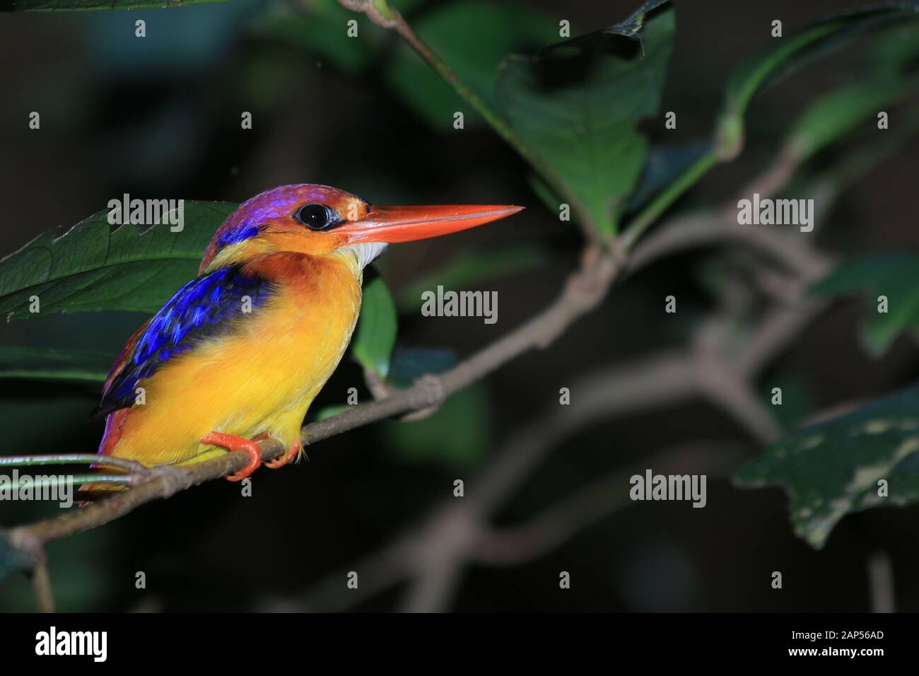 Oriental Dwarf Kingfisher (Ceyx erithaca Stock Photo - Alamy