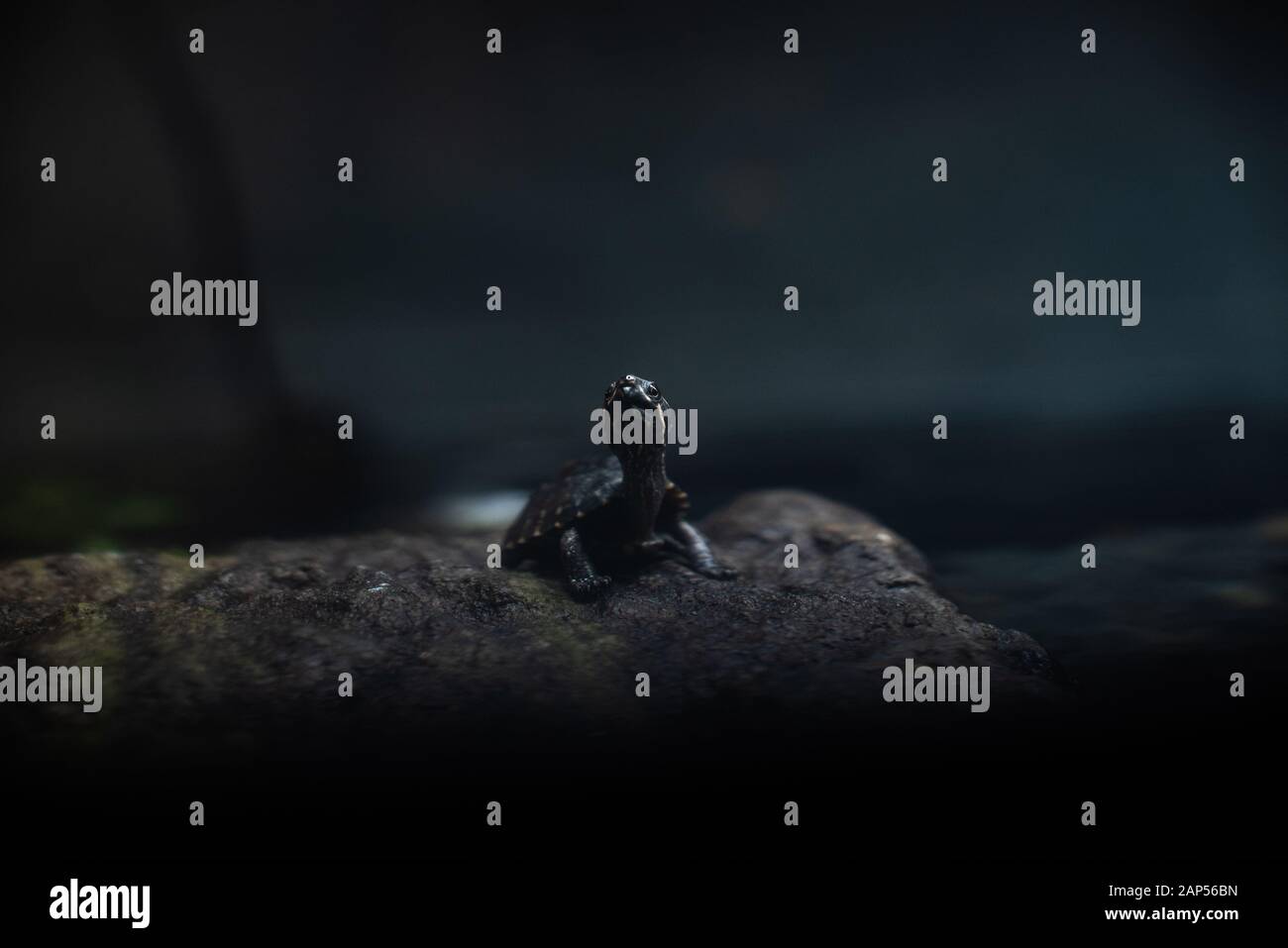Cute small black turtle on the stone dof sharp focus space for text ...
