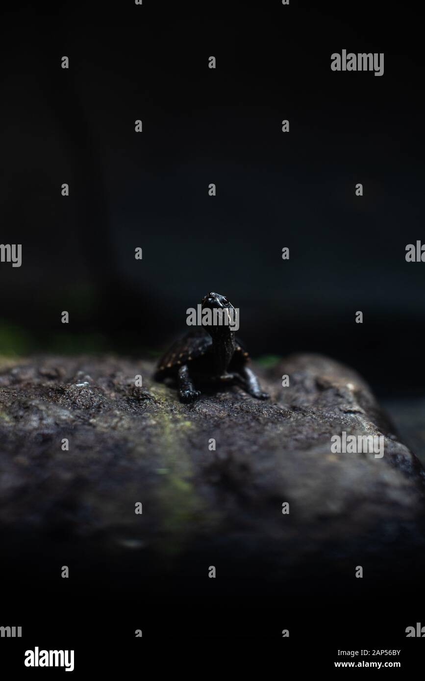 Cute small black turtle on the stone dof sharp focus space for text ...