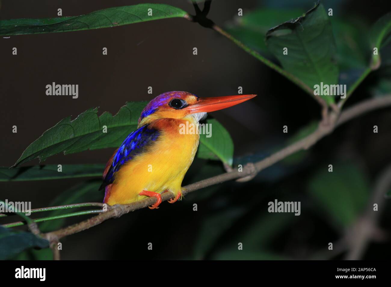 Oriental Dwarf Kingfisher (Ceyx erithaca Stock Photo - Alamy