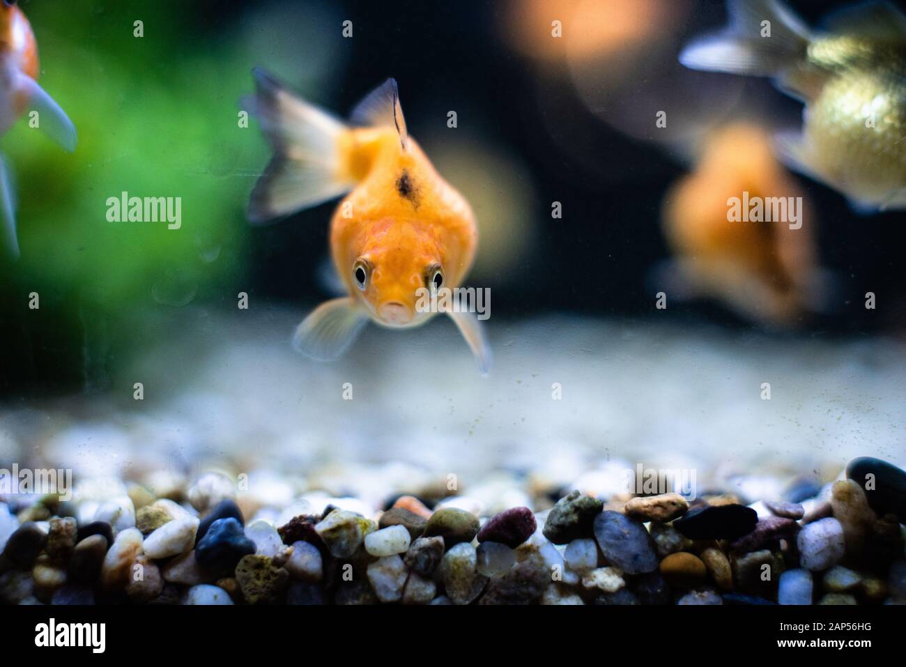 Goldfish focus front eye view with copy space dof sharp focus space for ...