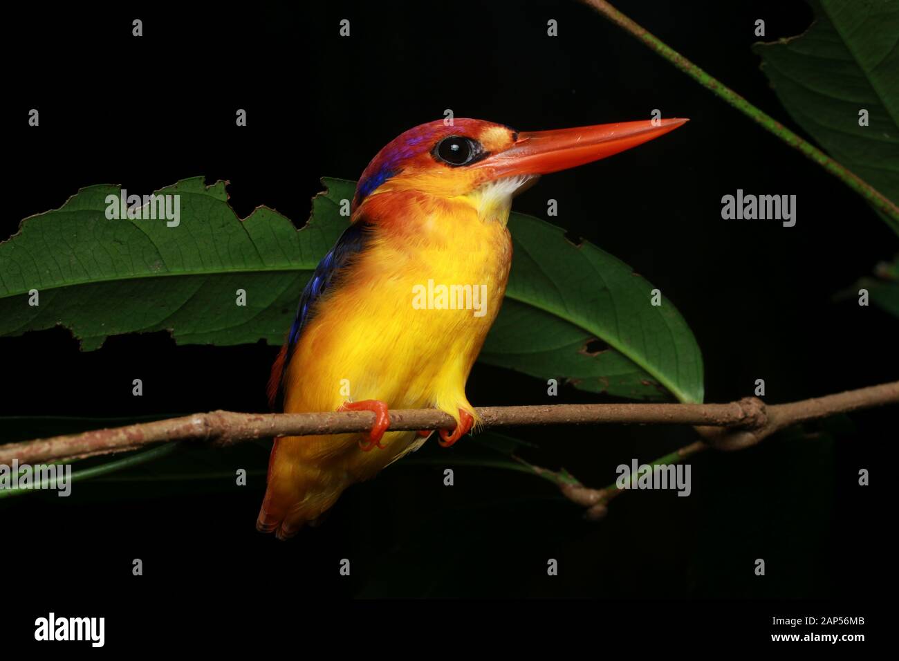 Oriental Dwarf Kingfisher (Ceyx erithaca Stock Photo - Alamy