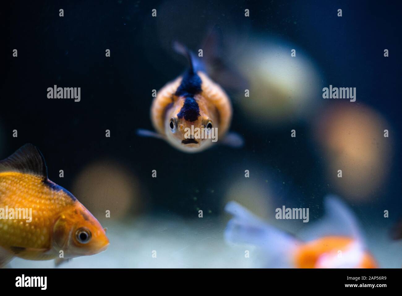 Goldfish focus front eye view with copy space dof sharp focus space for ...