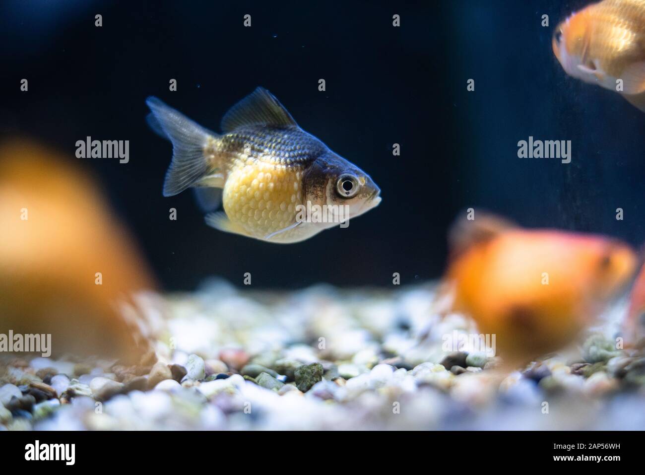Goldfish focus front eye view with copy space dof sharp focus space for ...