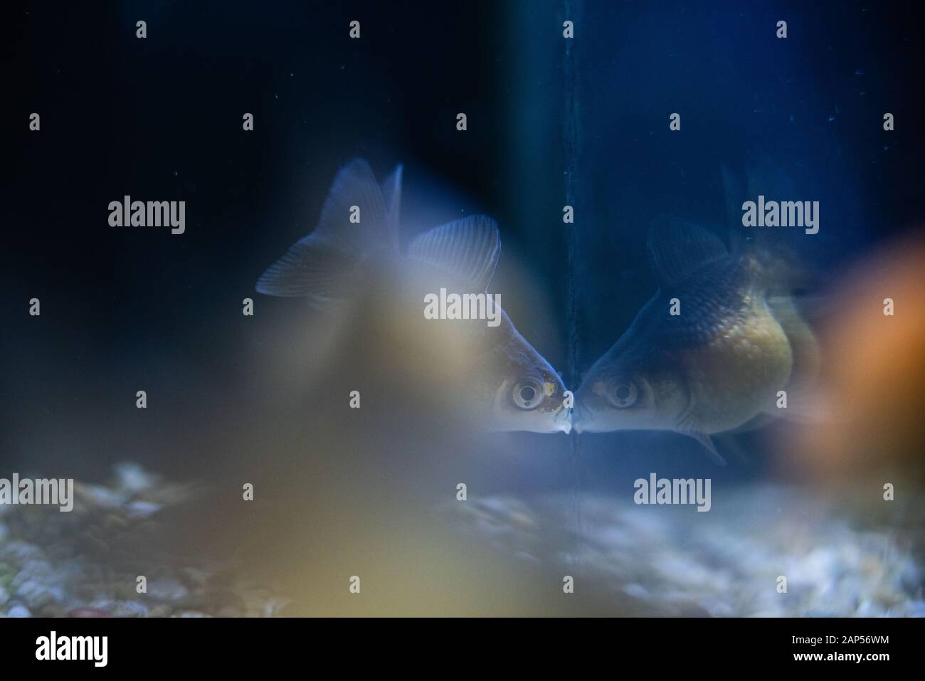 Goldfish focus front eye view with copy space dof sharp focus space for ...