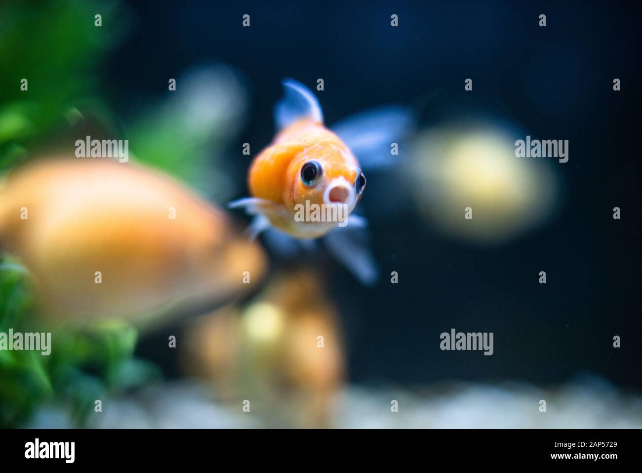 Goldfish focus front eye view with copy space dof sharp focus space for ...