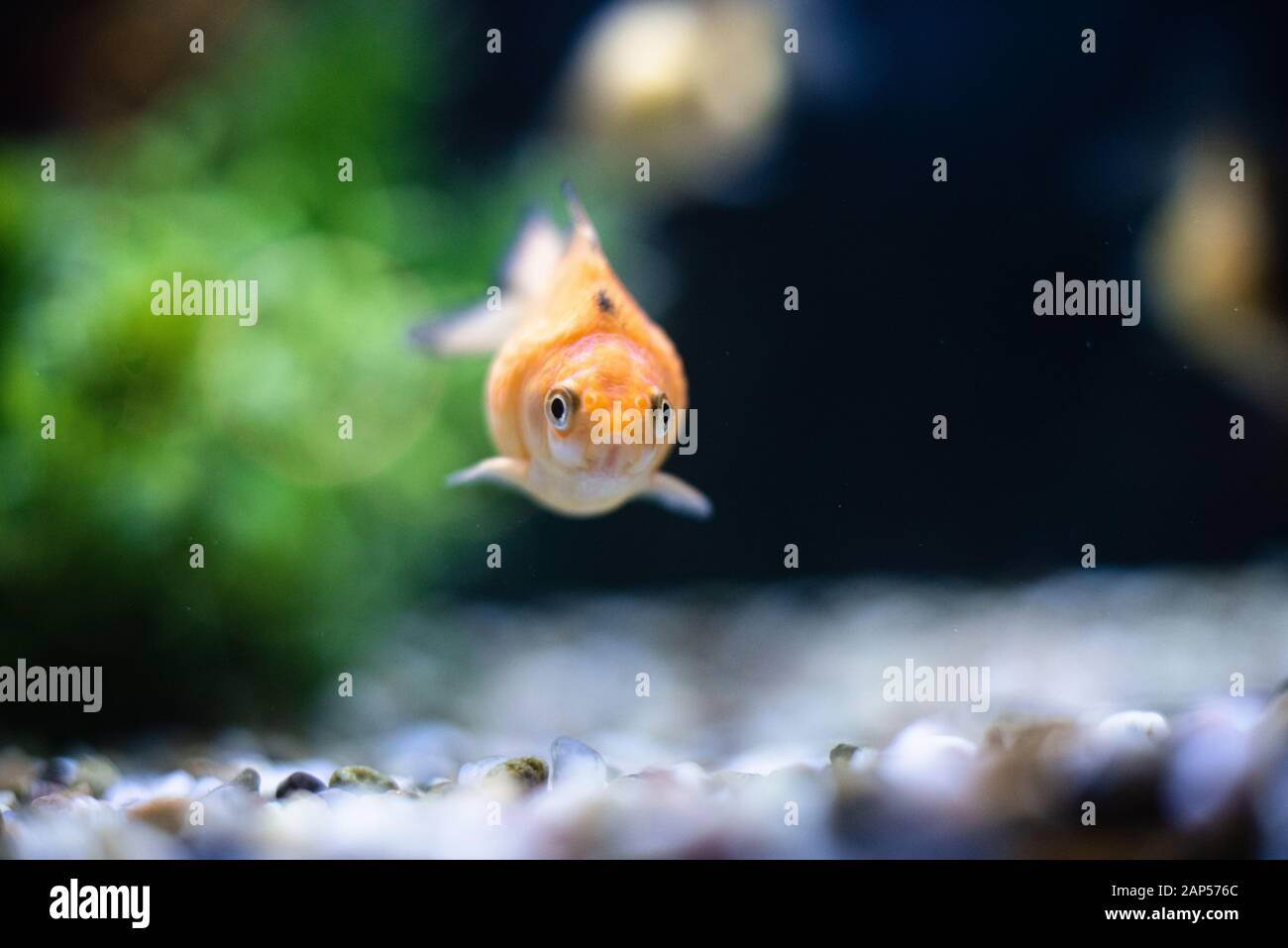 Goldfish focus front eye view with copy space dof sharp focus space for ...