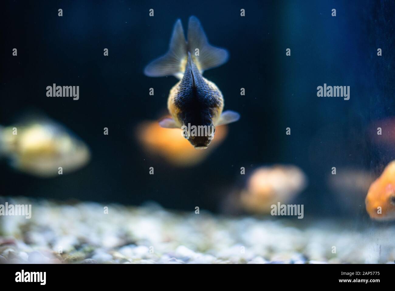 Goldfish focus front eye view with copy space dof sharp focus space for ...