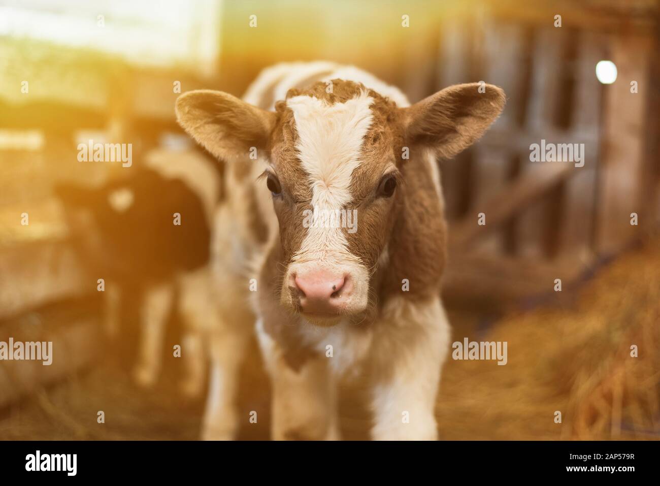 Cute calf looks into the object. A cow stands inside a ranch next to ...