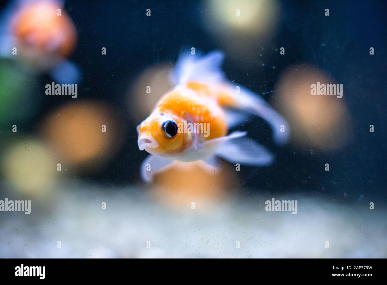 Goldfish focus front eye view with copy space dof sharp focus space for ...