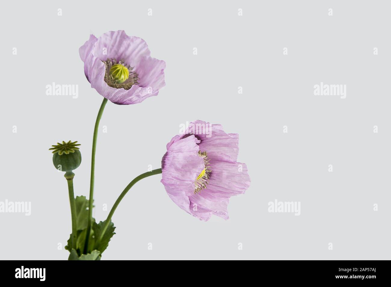 Pink poppy flowers on white background Stock Photo - Alamy
