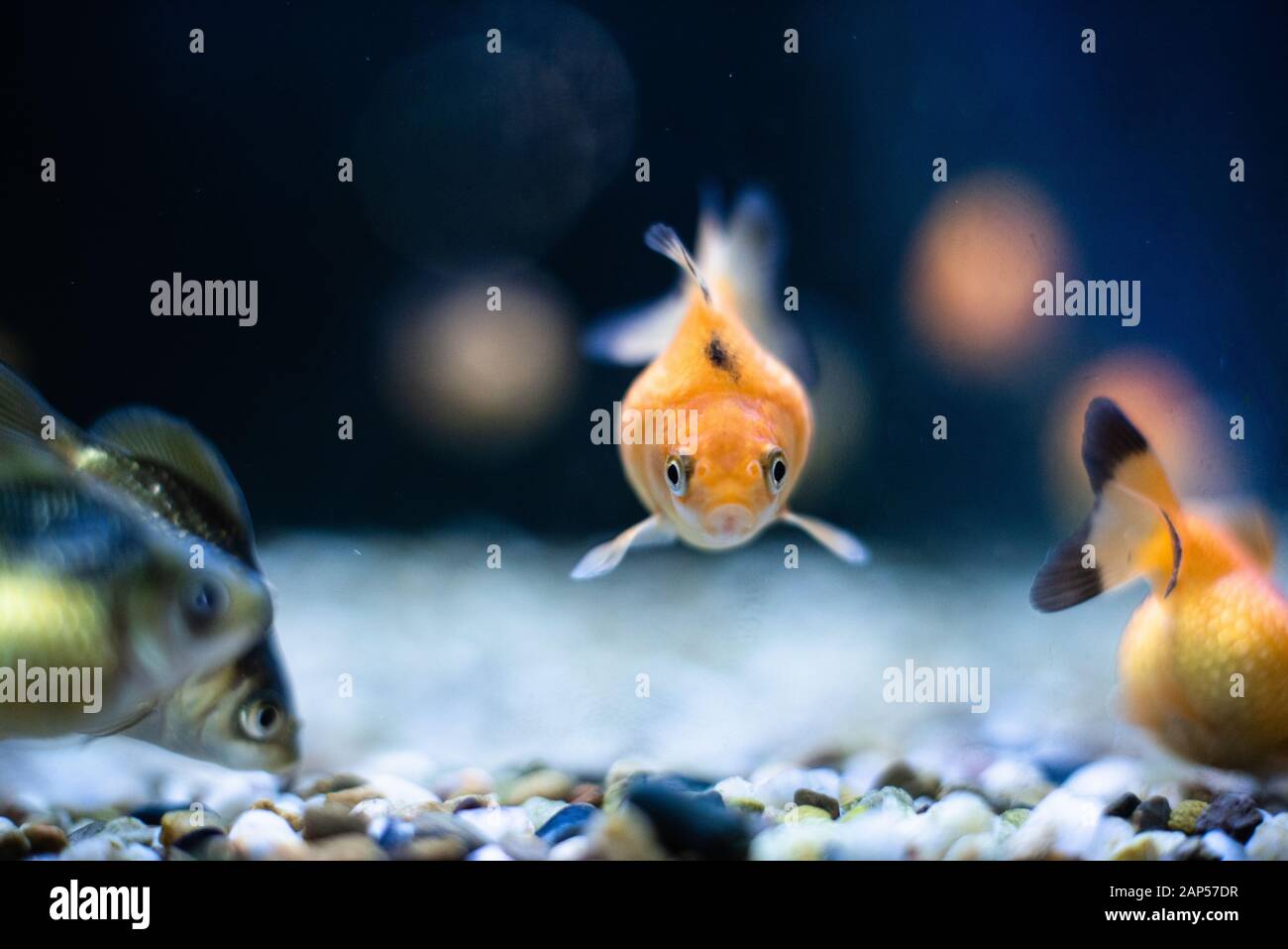 Goldfish focus front eye view with copy space dof sharp focus space for ...