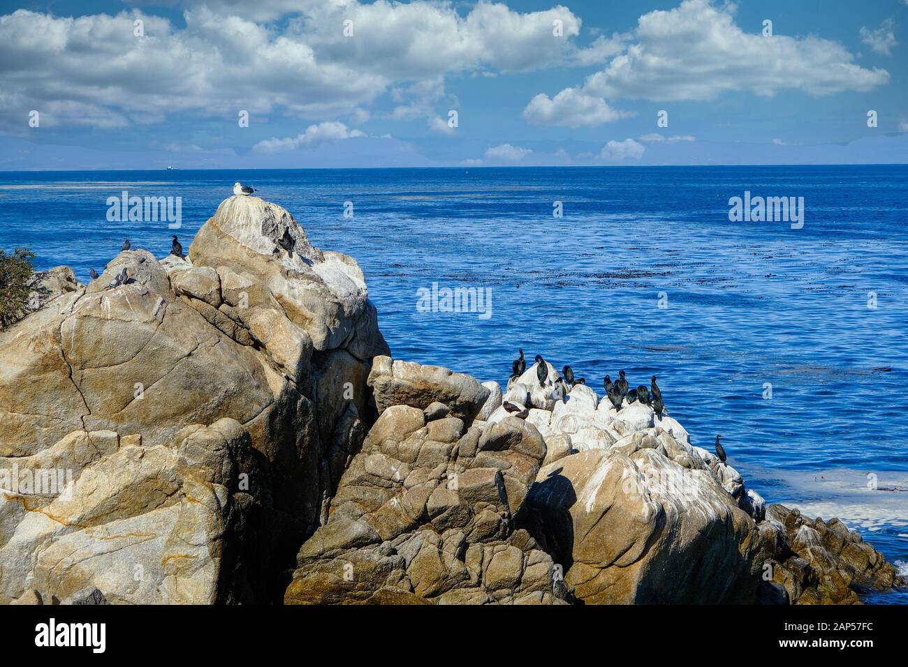 Sea Birds on Rocks Stock Photo - Alamy