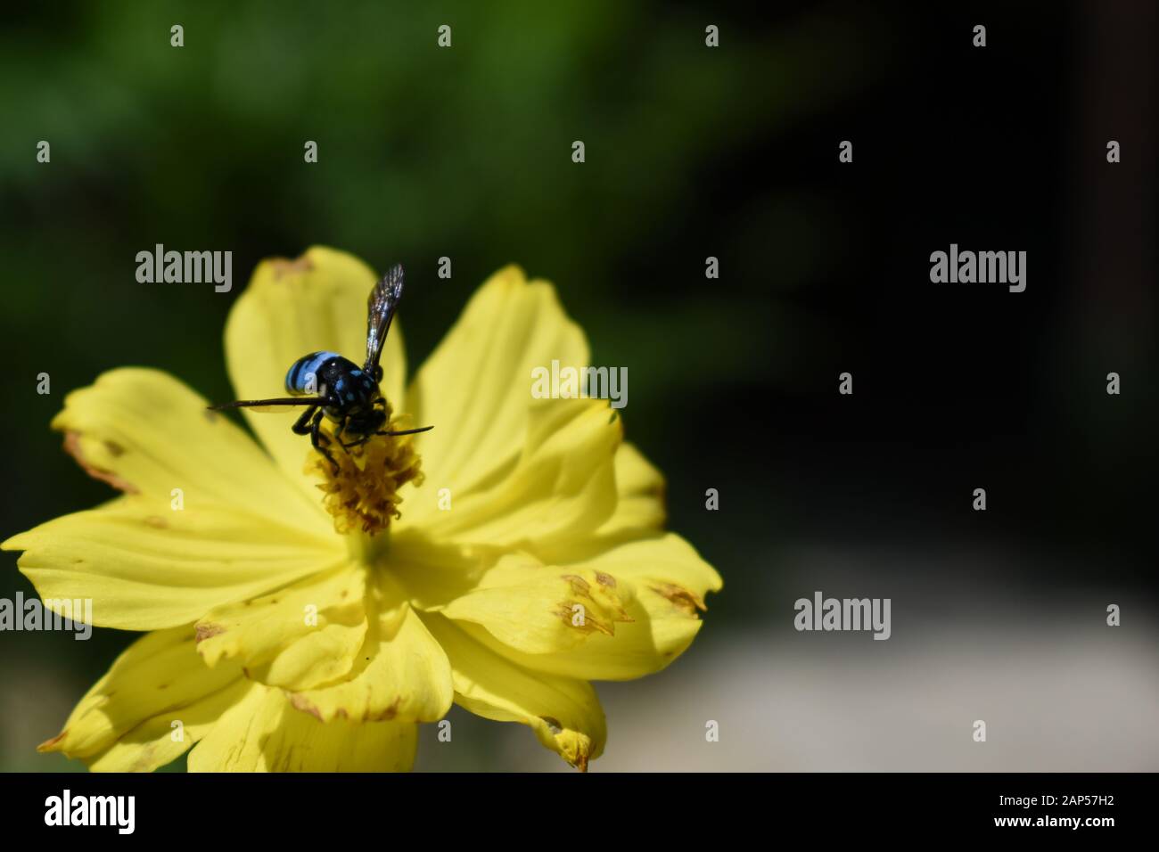 A neon cuckoo bee (Thyreus nitidulus) looking for nectar on a sulphur ...