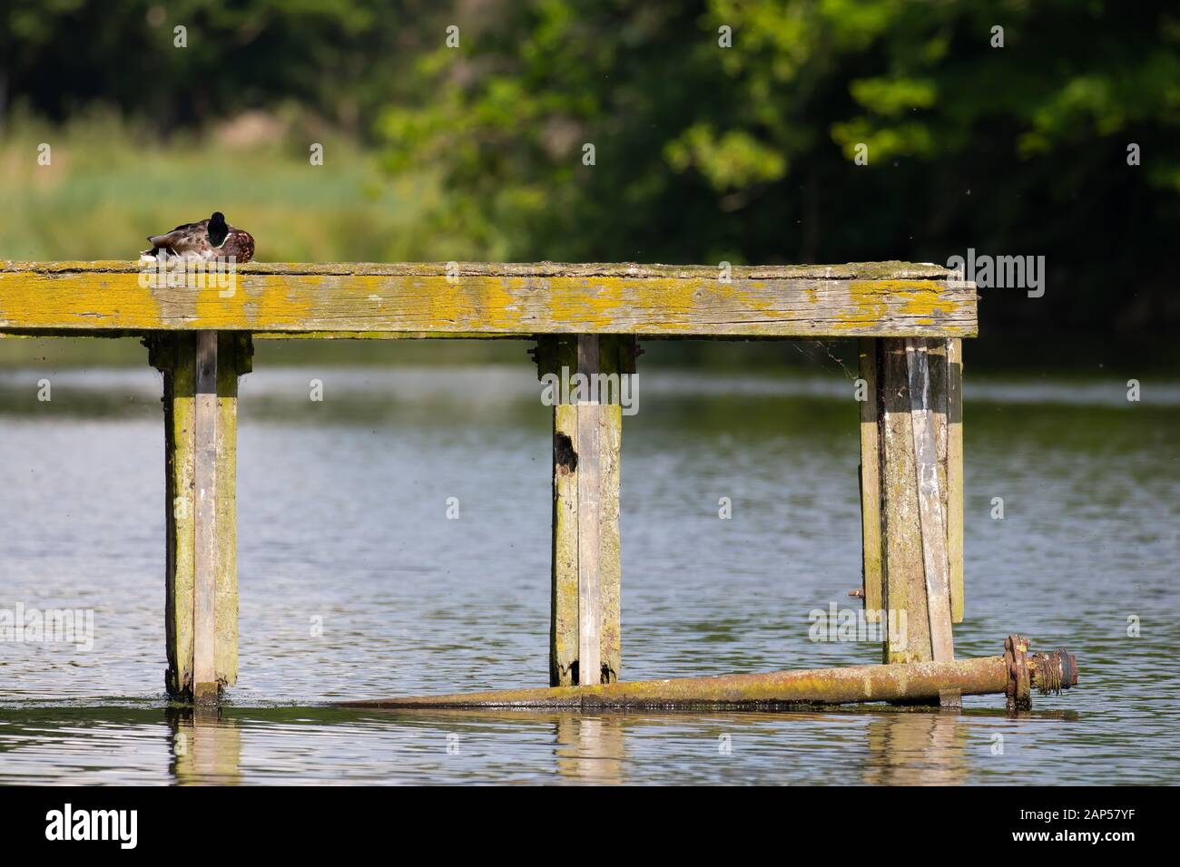 A single male duck sleeping on a rotten old wooden jetty with a soft ...