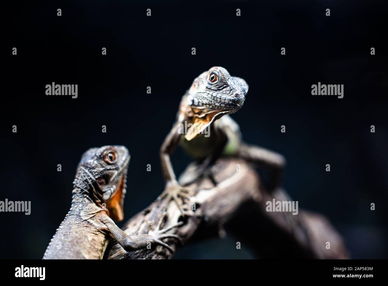 Lizard families together couple tree is looking to the future cute dof ...