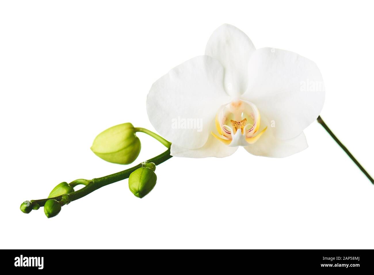 Tropical alpine Cut Out Stock Images & Pictures - Alamy