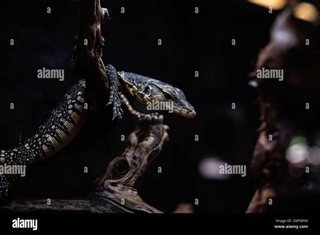 portrait of live monitor lizard varan dof sharp focus space for text ...