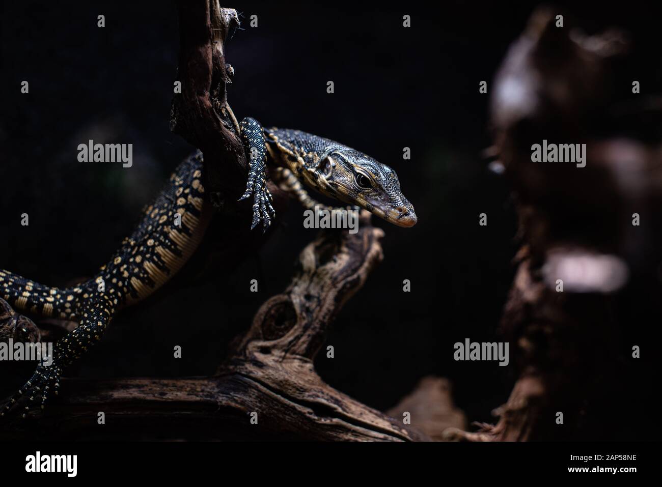 portrait of live monitor lizard varan dof sharp focus space for text ...