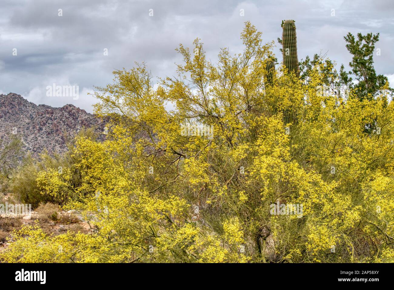 Pear tree camping hi-res stock photography and images - Alamy