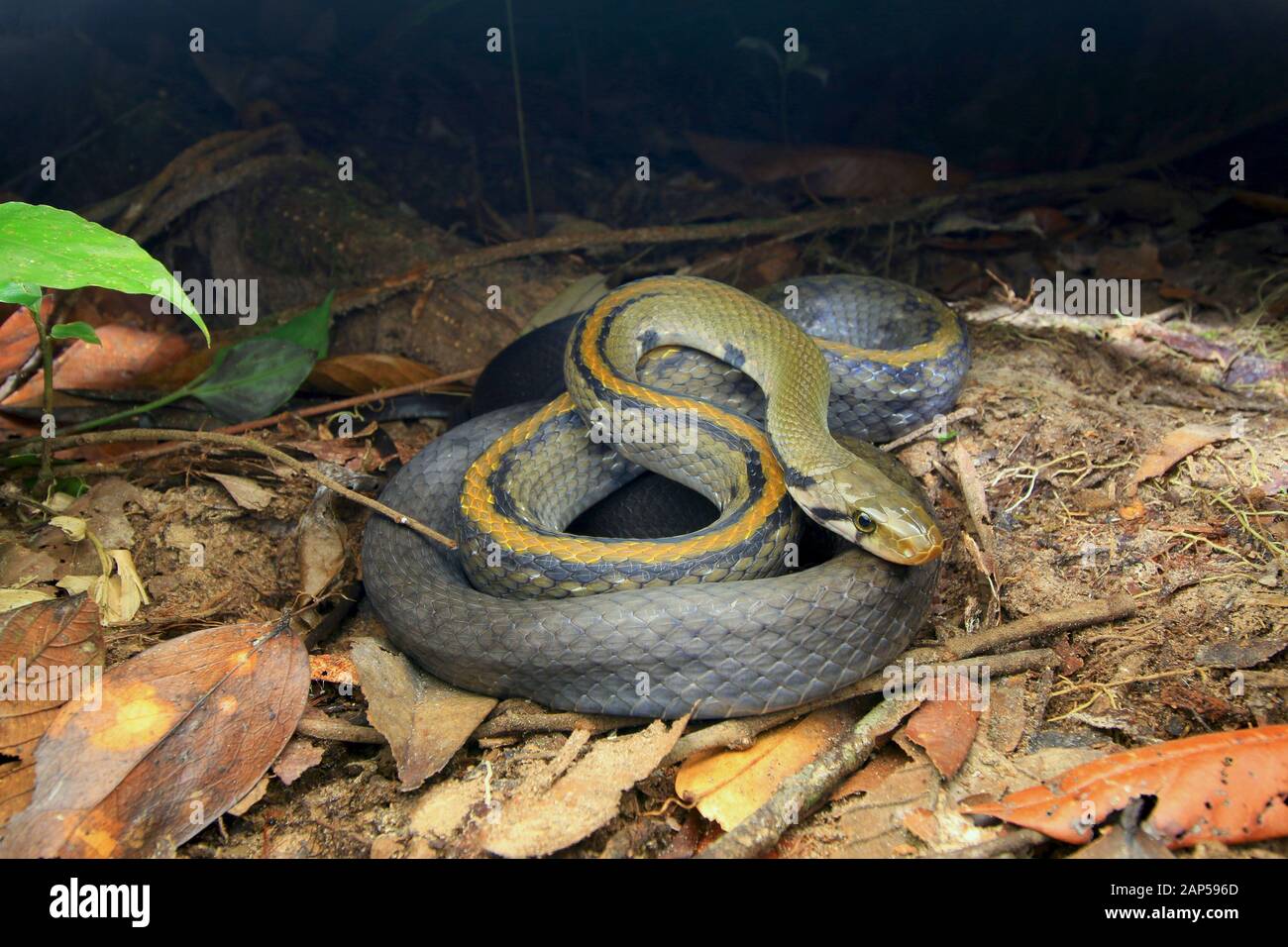 Coelognathus flavolineatus, Malayan Racer, Yellow-Striped Racer, Black ...