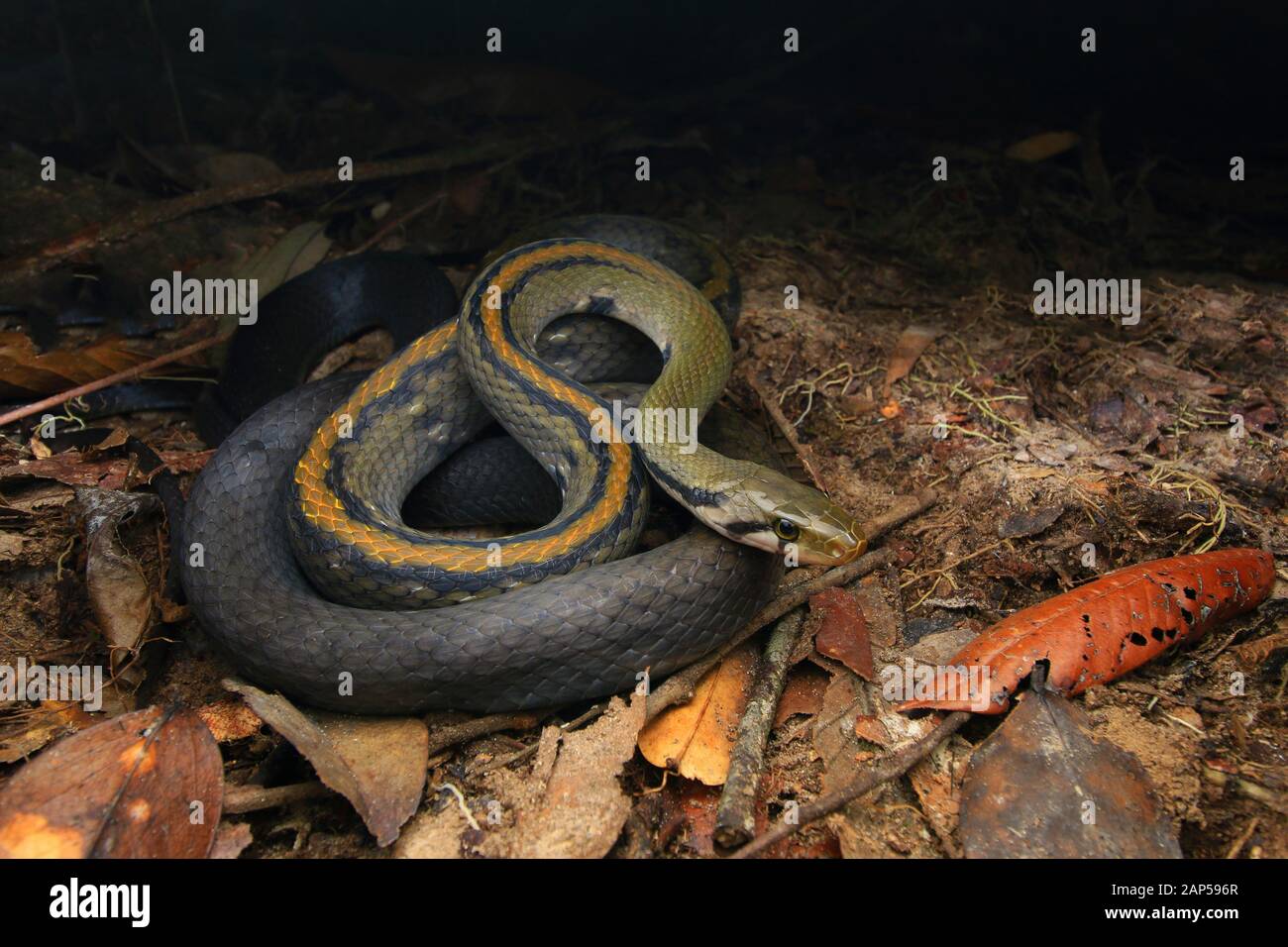 Malayan Racer, Coelognathus flavolineatus Stock Photo - Alamy