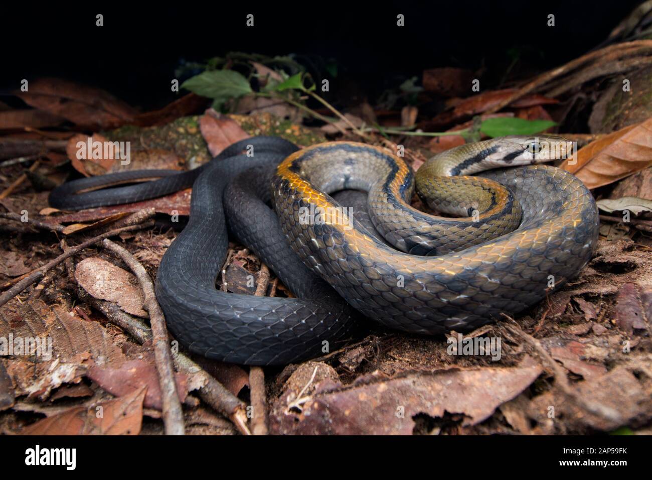 Racer Snake High Resolution Stock Photography and Images - Alamy
