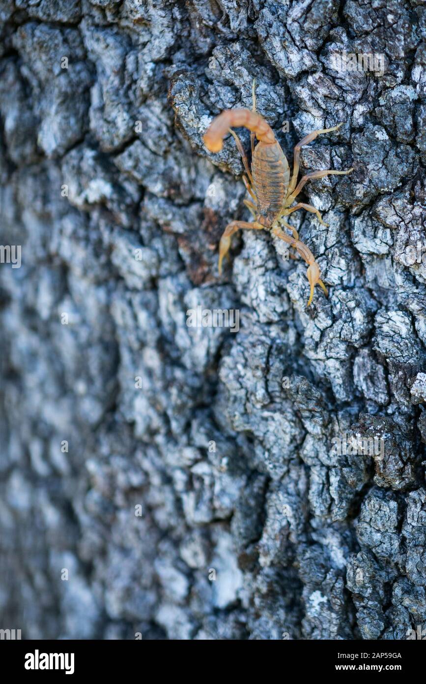 COMMON YELLOW SCORPION - Escorpión común, amarillo o alacrán (Buthus ...