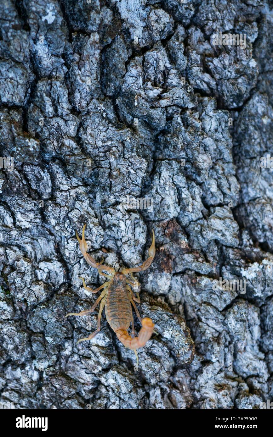 Aracnidos hi-res stock photography and images - Alamy