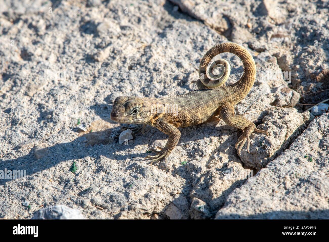 A lizard moving across a rocky area , Havana, Cuba Stock Photo - Alamy