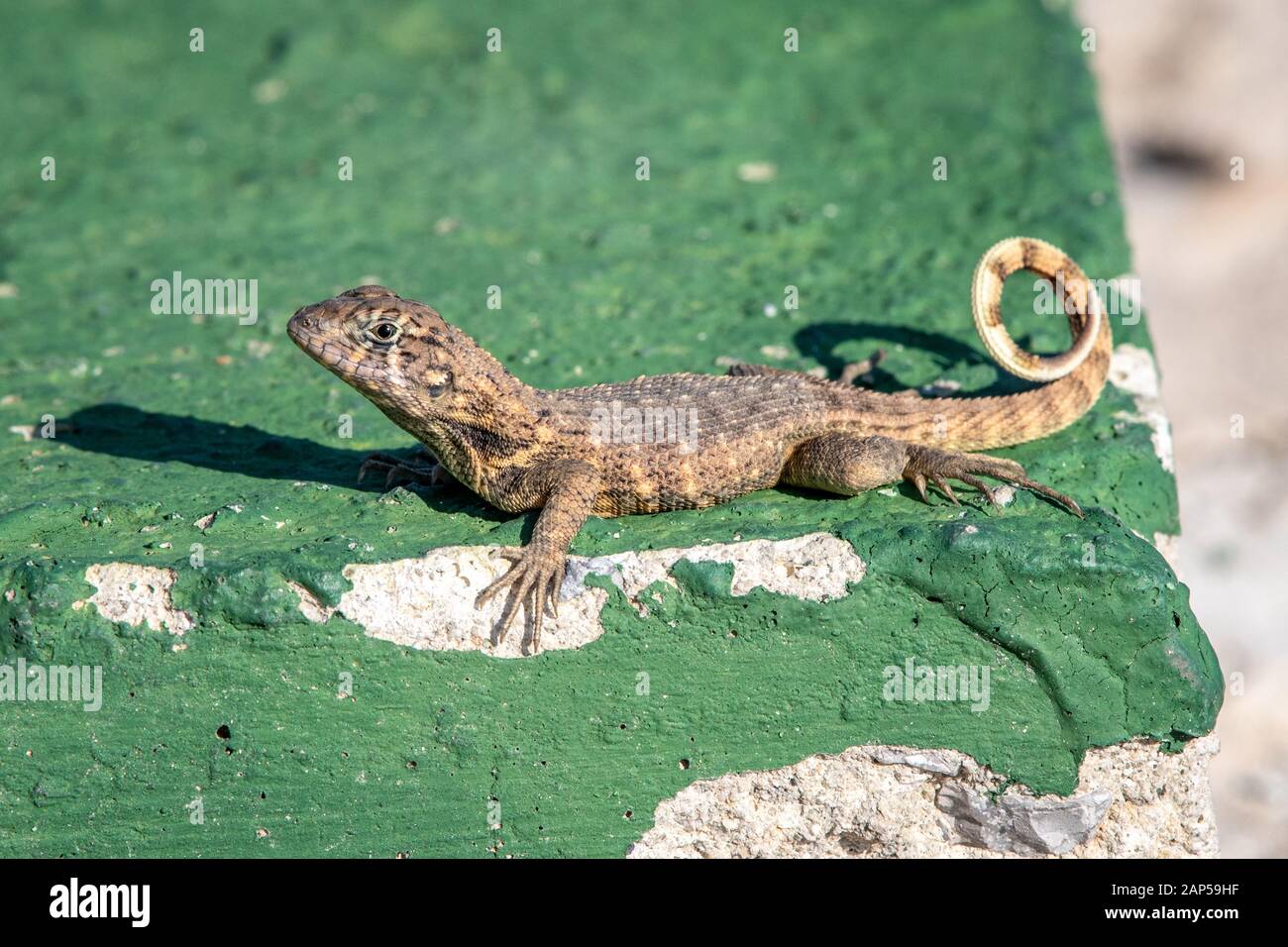 A lizard moving across a rocky area , Havana, Cuba Stock Photo - Alamy