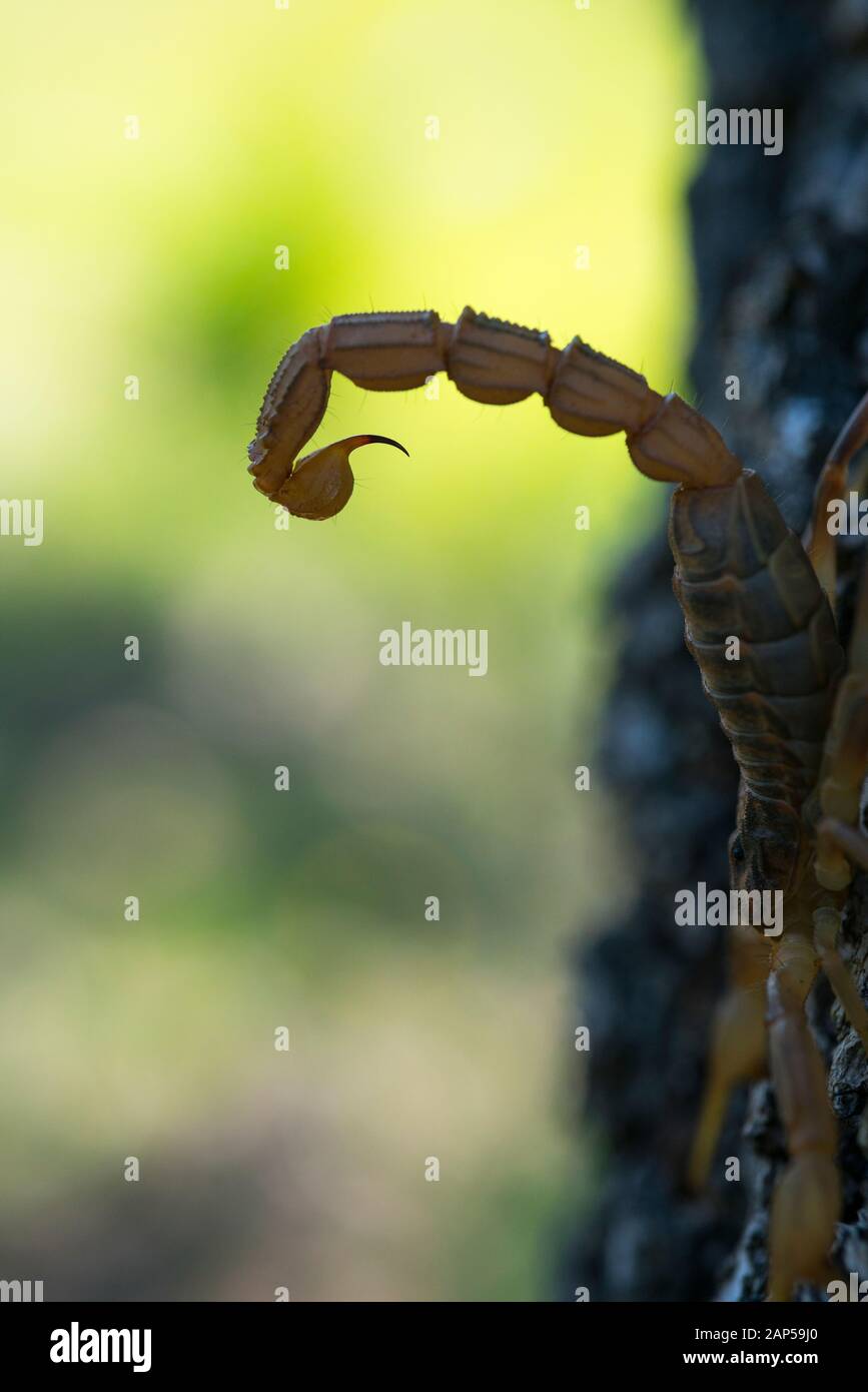 Escorpin O Alacrn How To Get Into Scorpion Event In New World | How To