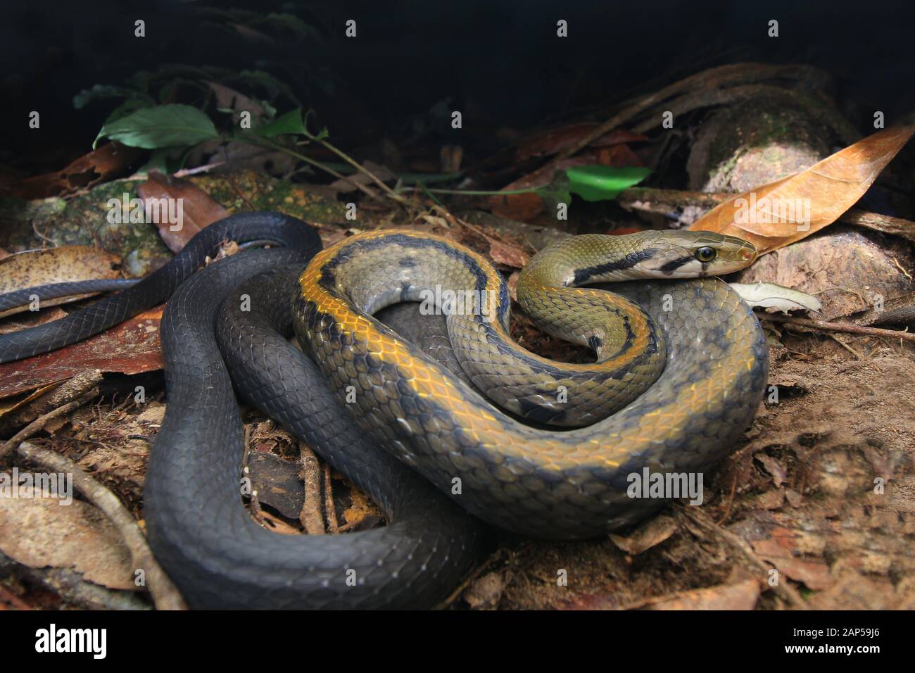 Malayan Racer, Coelognathus flavolineatus Stock Photo - Alamy