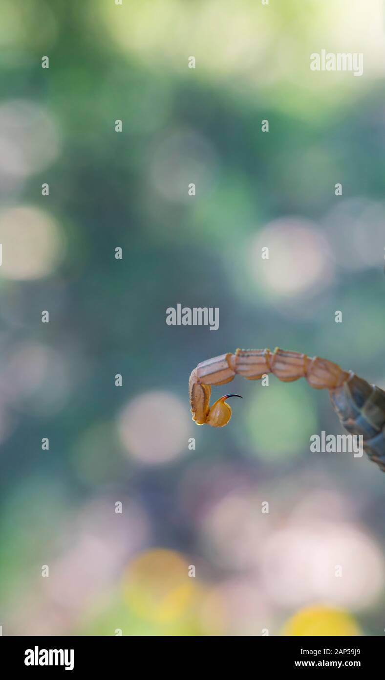 COMMON YELLOW SCORPION - Escorpión común, amarillo o alacrán (Buthus ...