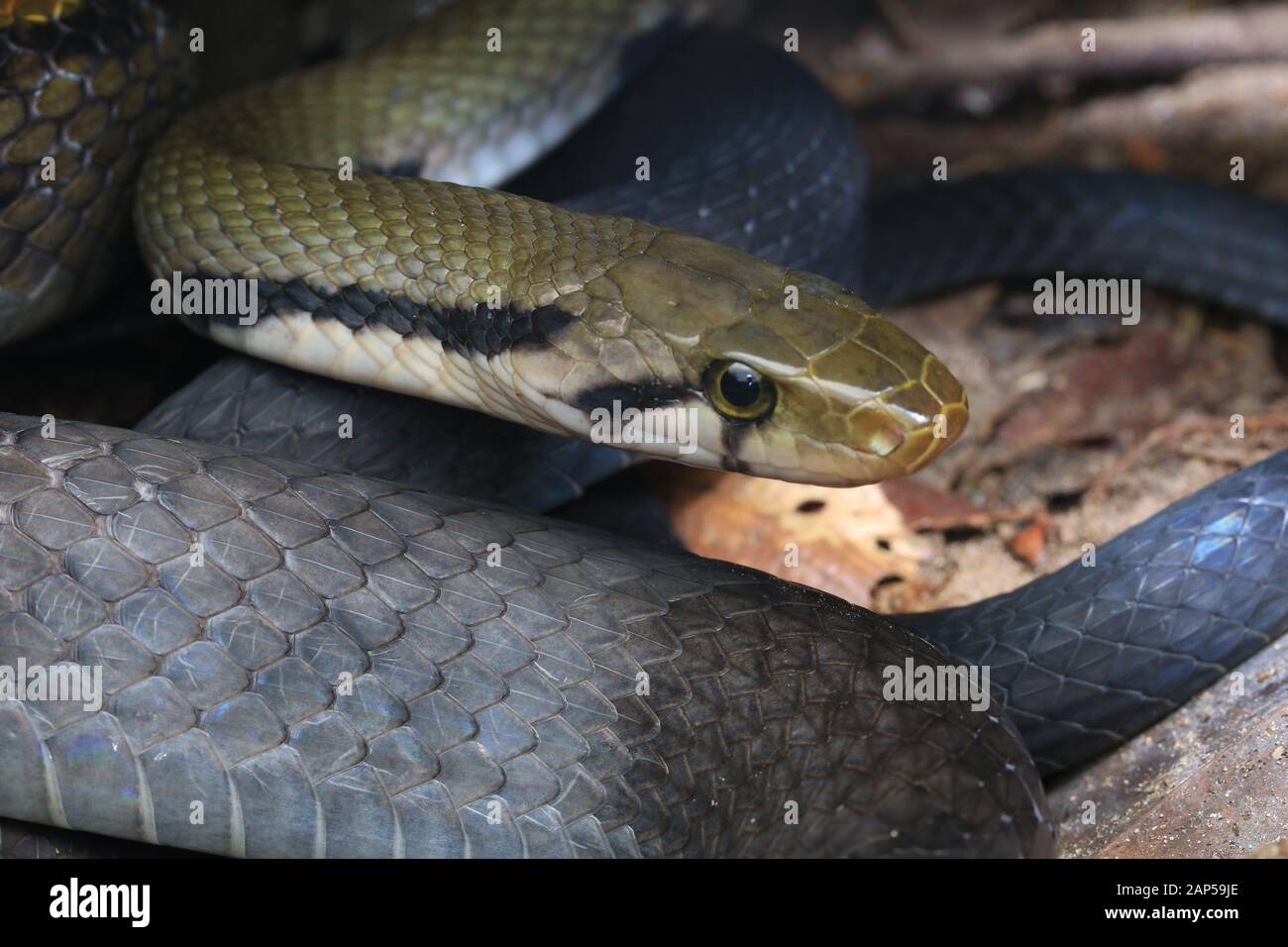 Malayan ratsnake hi-res stock photography and images - Alamy