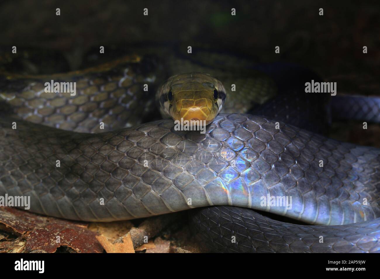 Coelognathus flavolineatus, Malayan Racer, Yellow-Striped Racer, Black ...