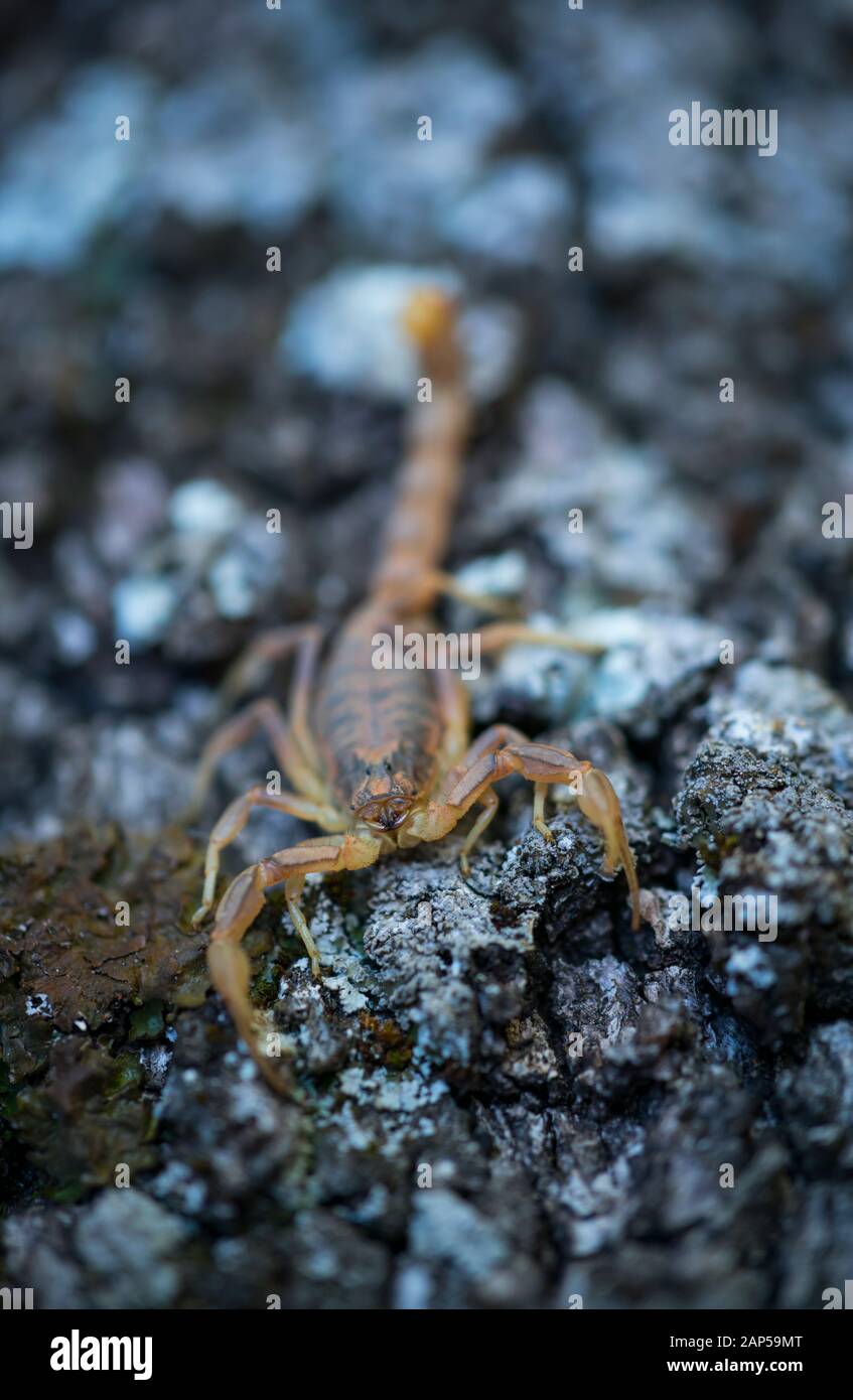 Fauna de escorpión hi-res stock photography and images - Alamy
