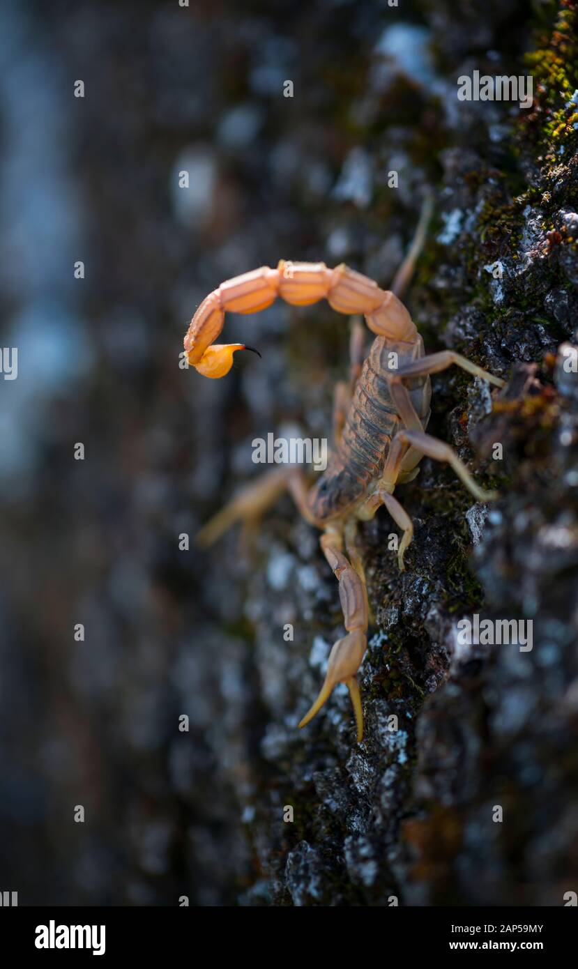 Aracnidos hi-res stock photography and images - Alamy